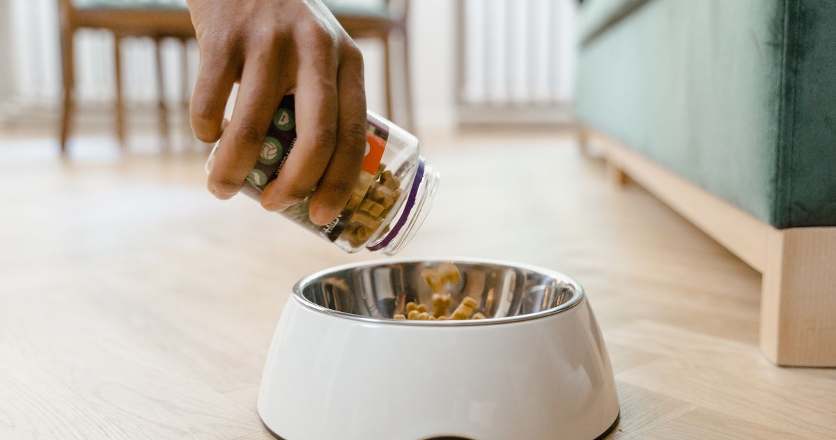 How to Safely Administer Supplements for Dogs with Arthritis – Camelus