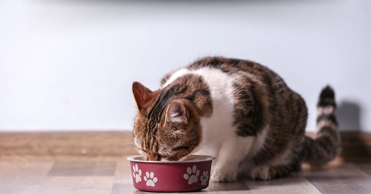 Chelated Minerals in Cat Nutrition: Why Absorption Matters – Camelus