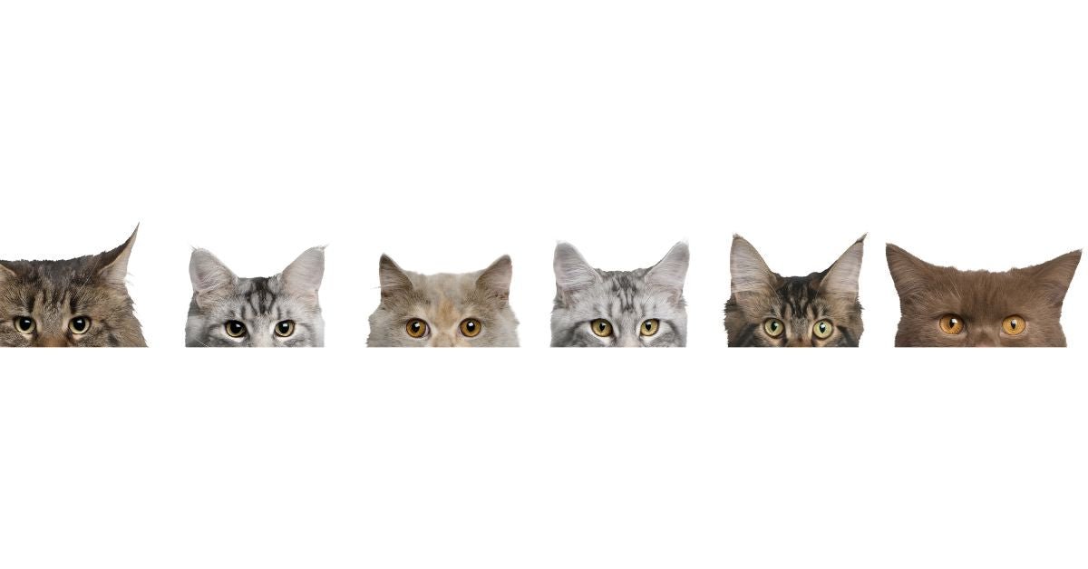 The Top Cat Supplements For Optimal Feline Health – Camelus