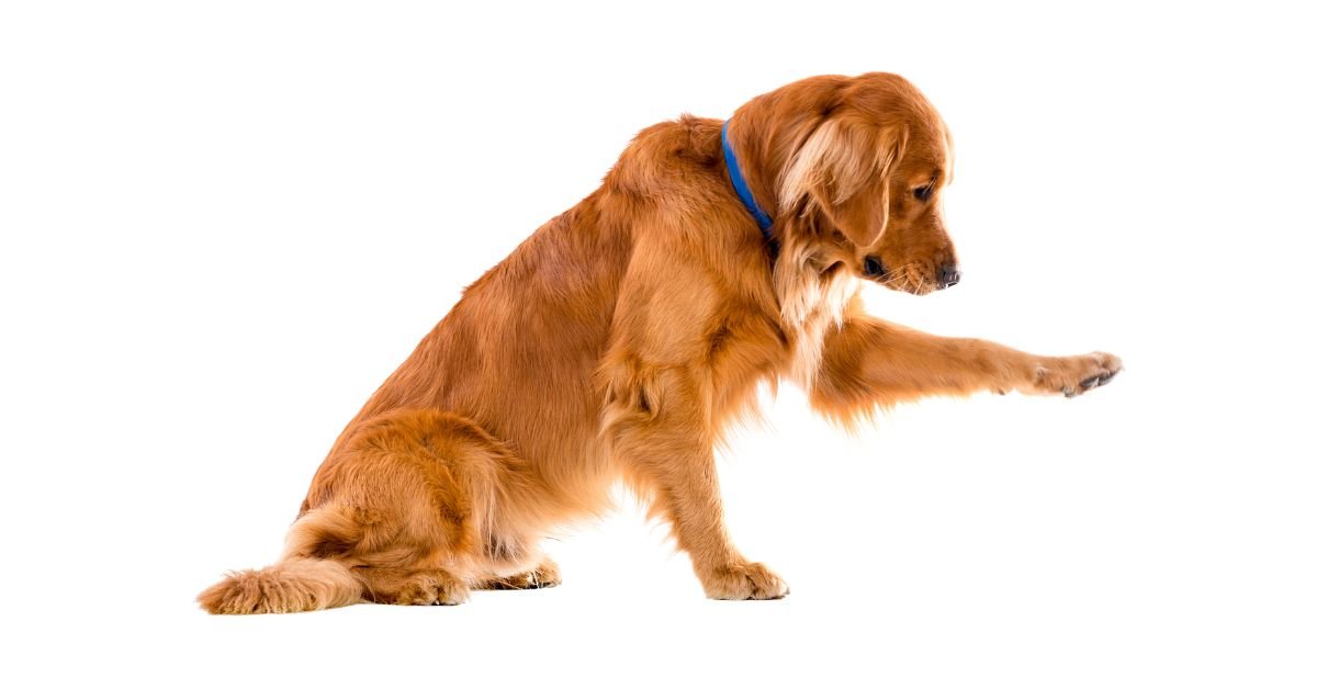Maximising Your Dog's Mobility: Essential Supplements for Active Canin ...