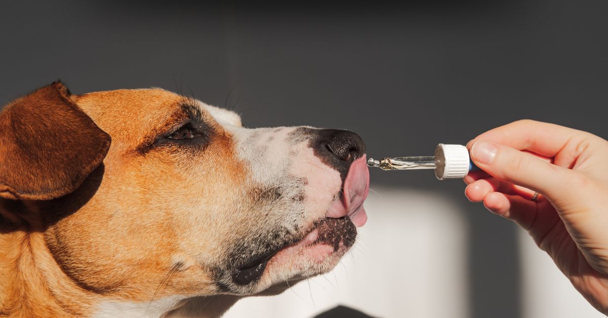 Understanding the Dosage of Joint Supplements for Dogs – Camelus