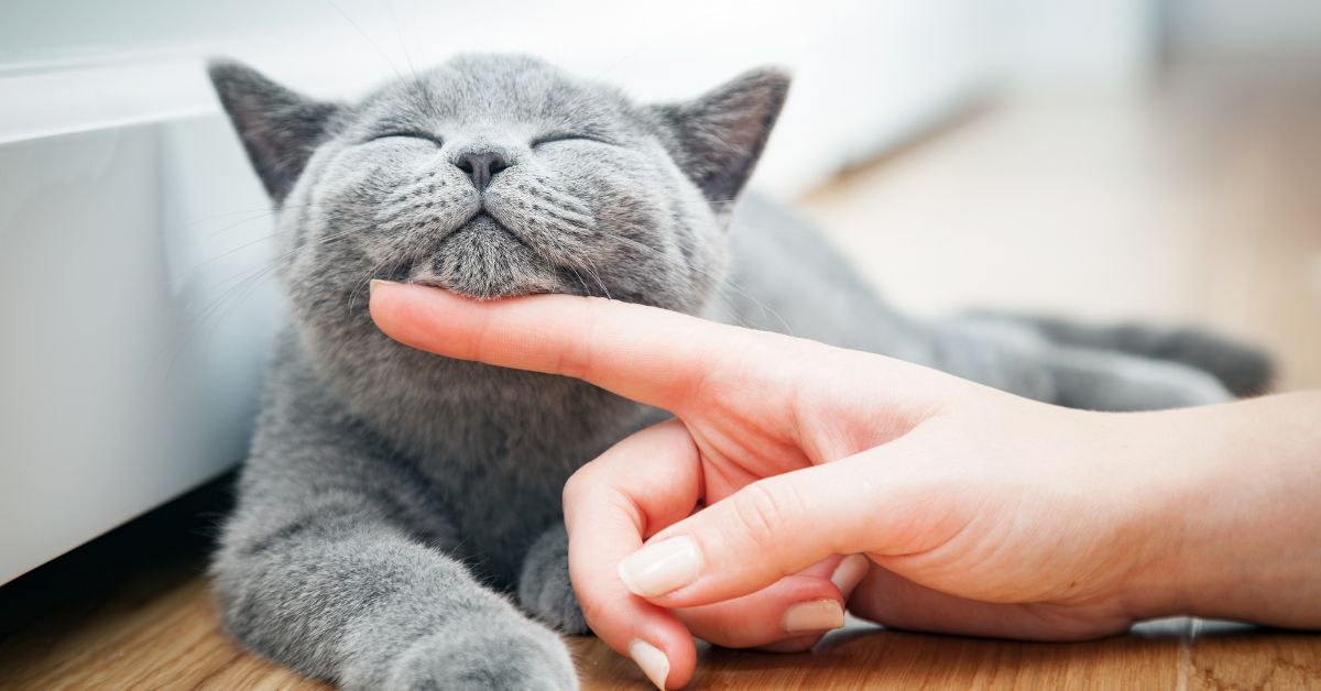 The Essential Guide to Supplements for Your Feline's Agile Joints – Camelus
