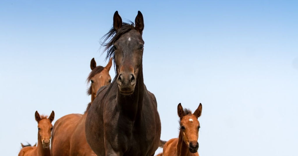 How To Read And Understand Supplement Labels For Horses – Camelus