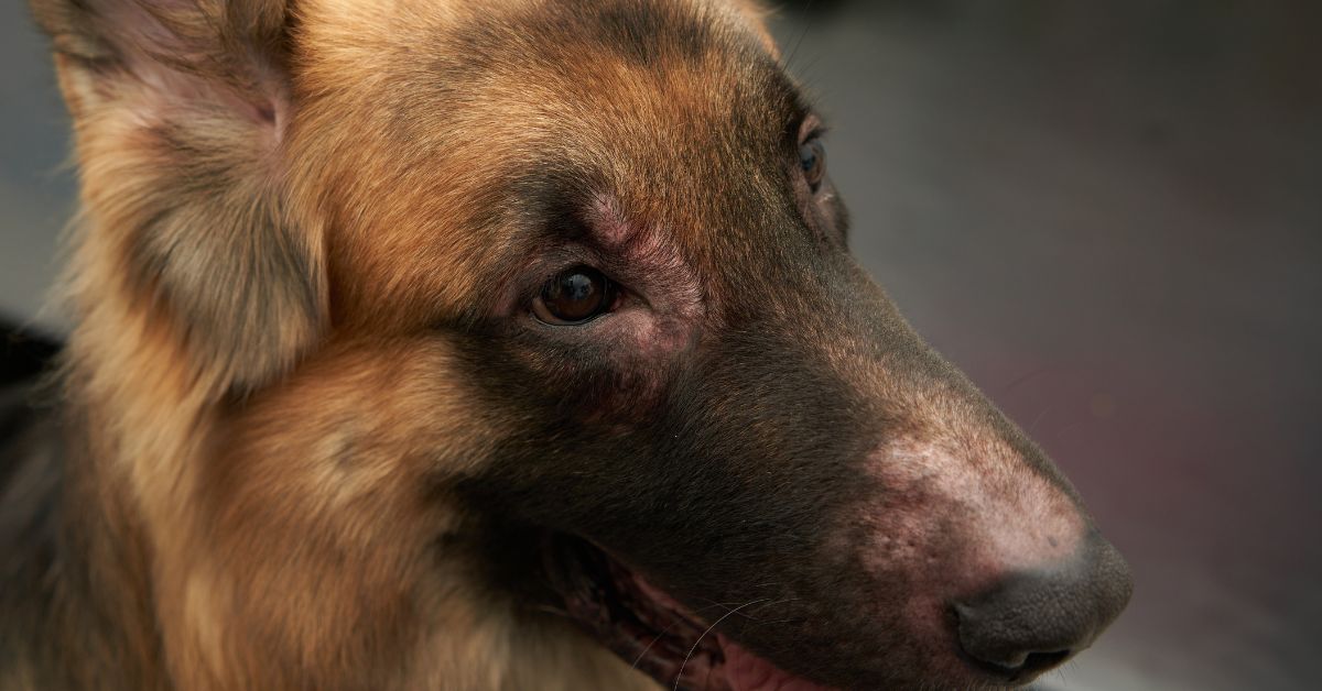 Understanding Dog Allergies: Common Triggers and Symptoms – Camelus
