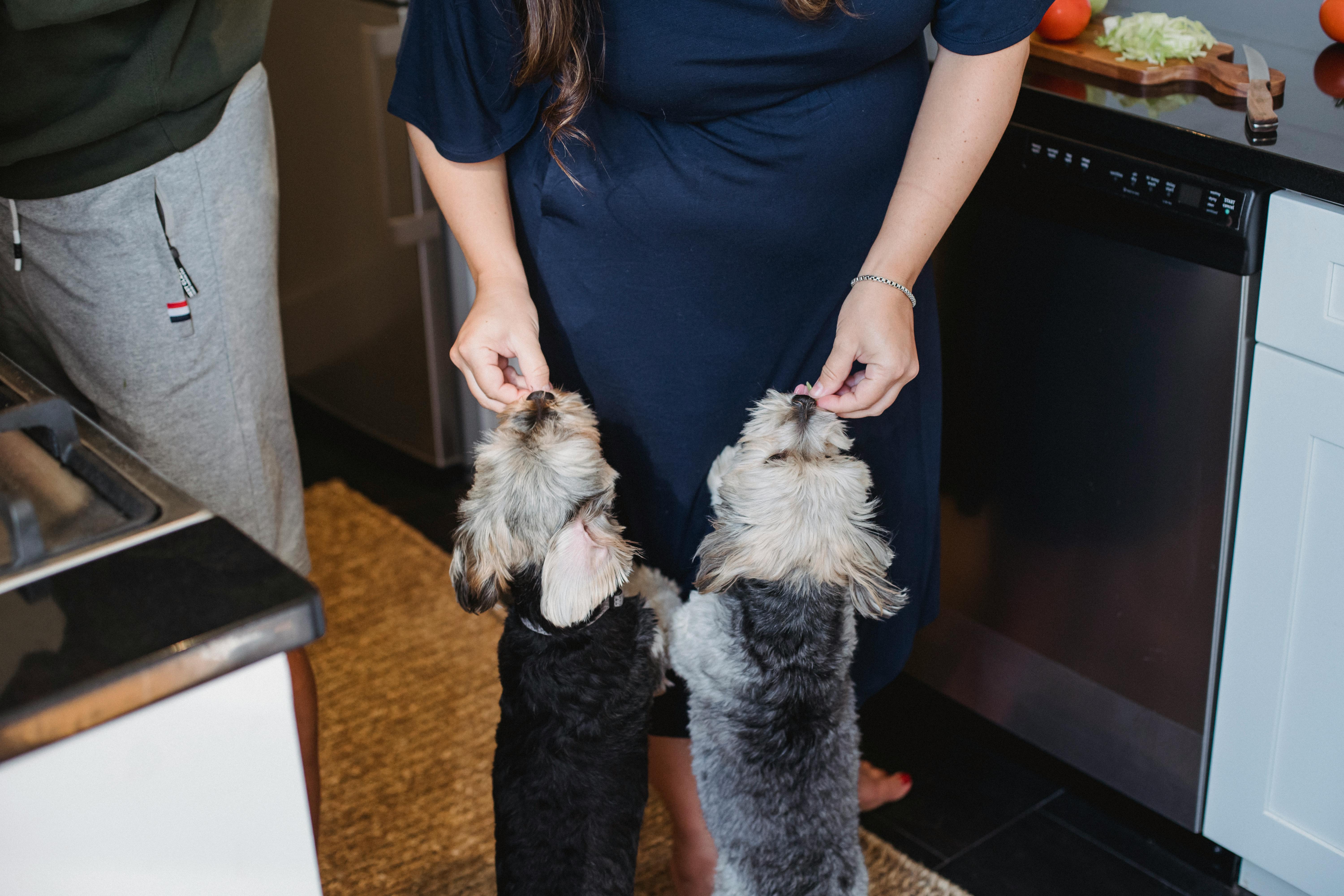 Creative Ways to Administer Dog Supplements to Picky Eaters – Camelus