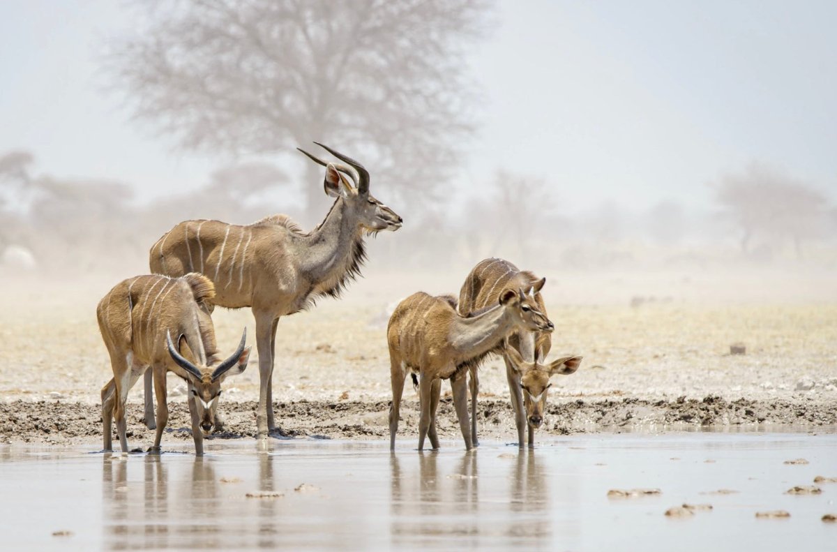 Flexcare & Doggymin (Joint & Skin Support For Dogs & Cats) – Camelus