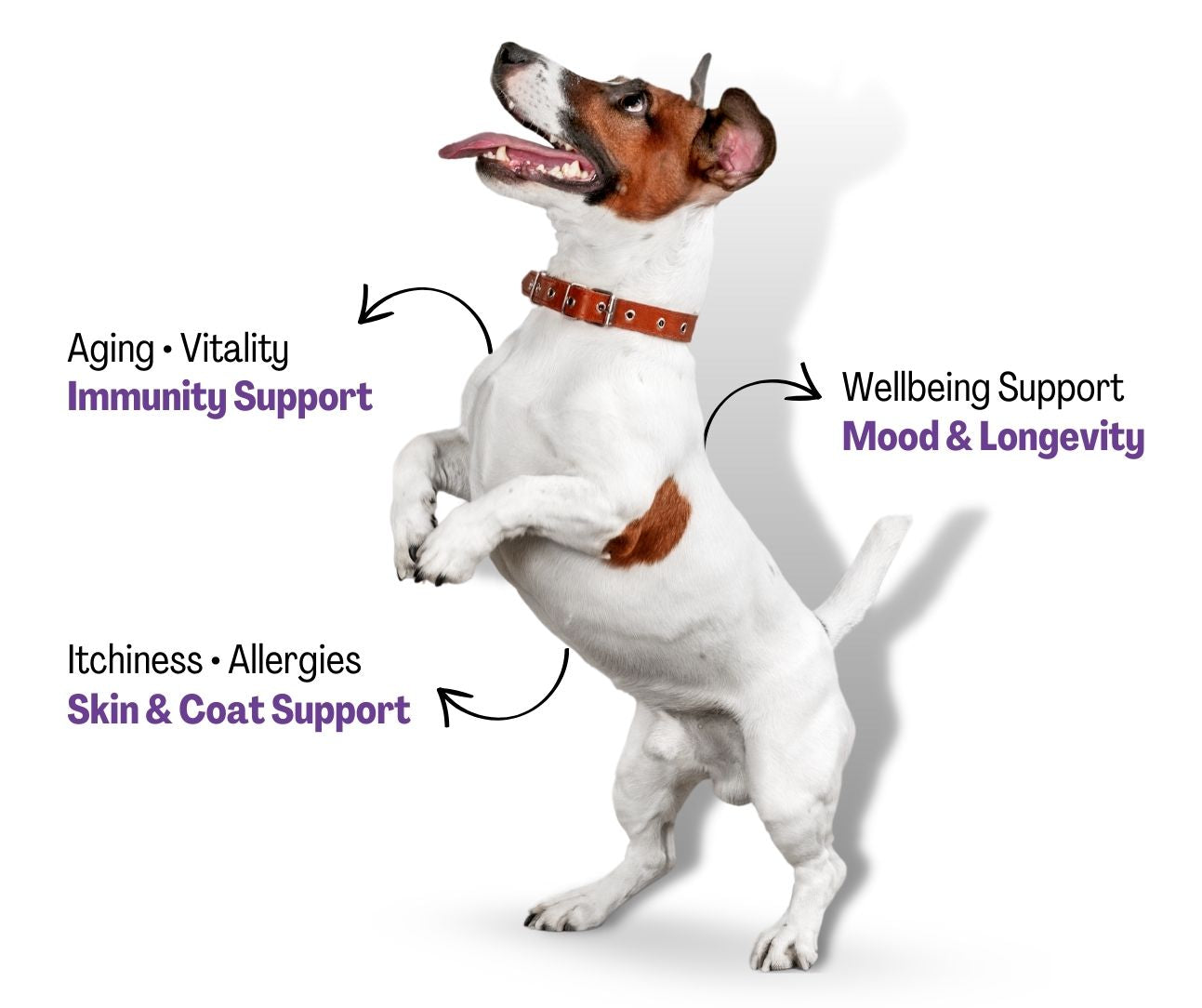Doggymin (Skin & Immunity Support For Dogs) – Camelus