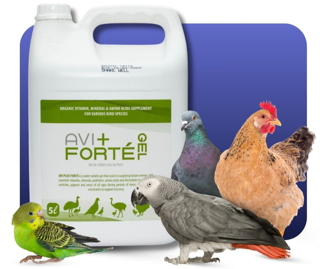 Avi Forte (Performance, Immunity & Feather Health for Poultry & All Bi ...
