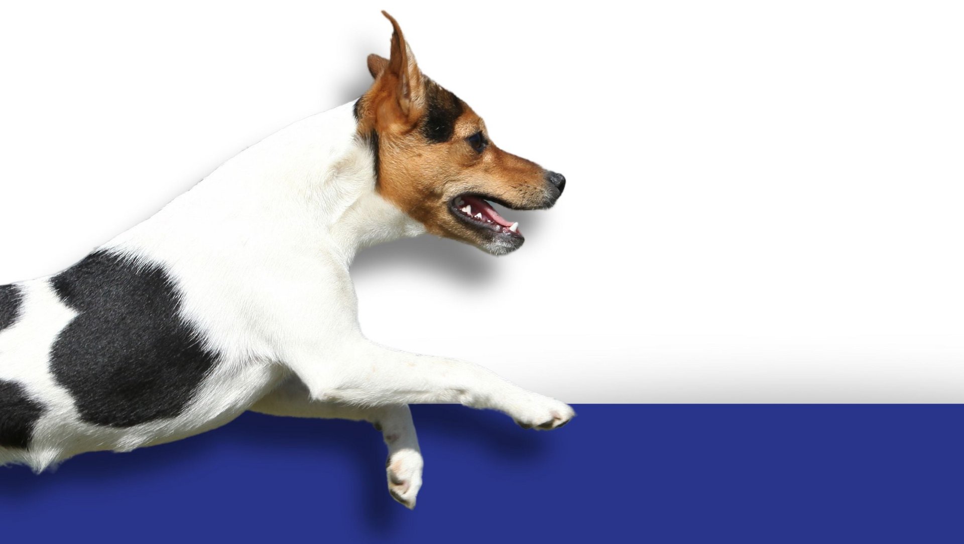 Doggymin (Skin & Immunity Support For Dogs) – Camelus