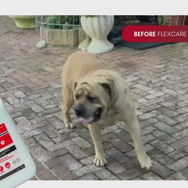 Avi Plus Layer & Breeder for Sale Online – Camelus